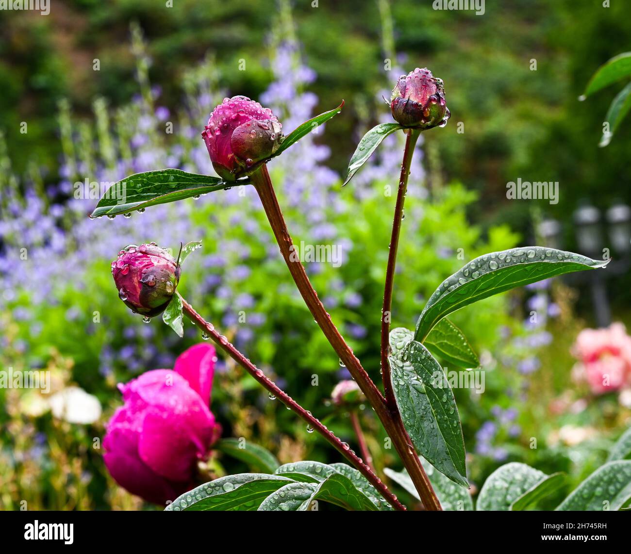 Beautiful peonies bloom with water drops. Botanical Garden, KIT ...
