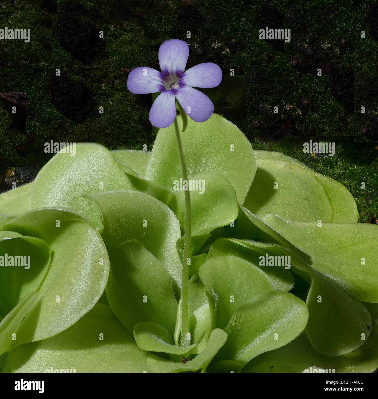 Pinguecula hi-res stock photography and images - Alamy