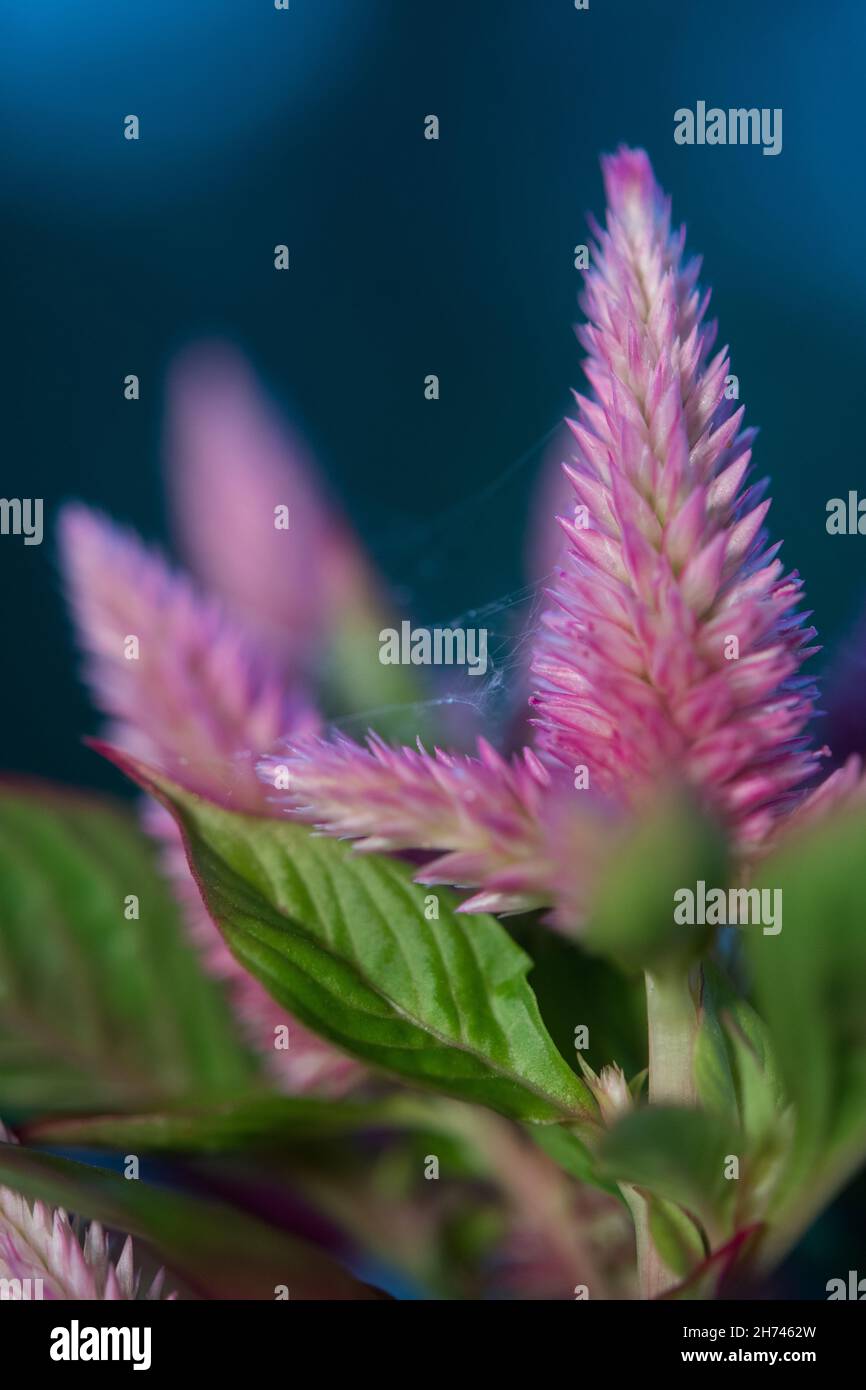 Pointy plants hi-res stock photography and images - Alamy