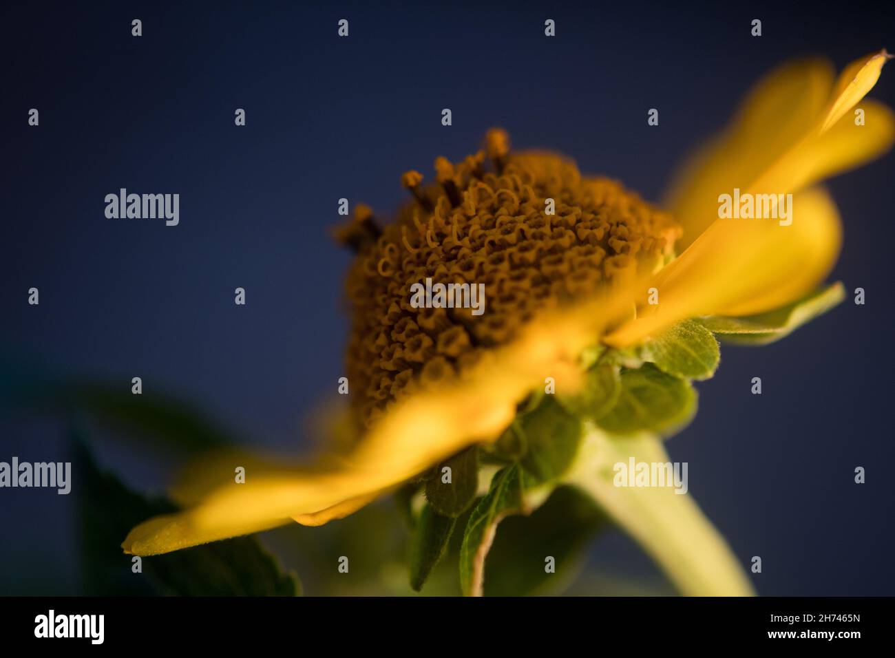 Flower side angle view hi-res stock photography and images - Alamy