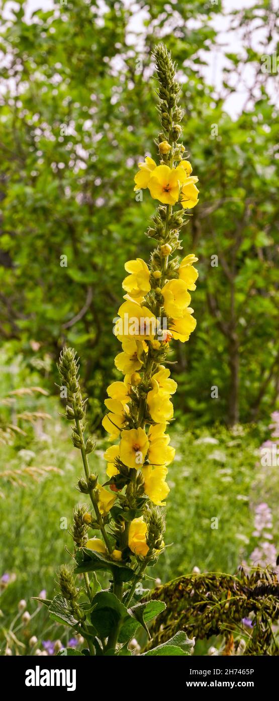 Large Flowered Mullein , Mullein, Verbascum densiflorum. Botanical ...