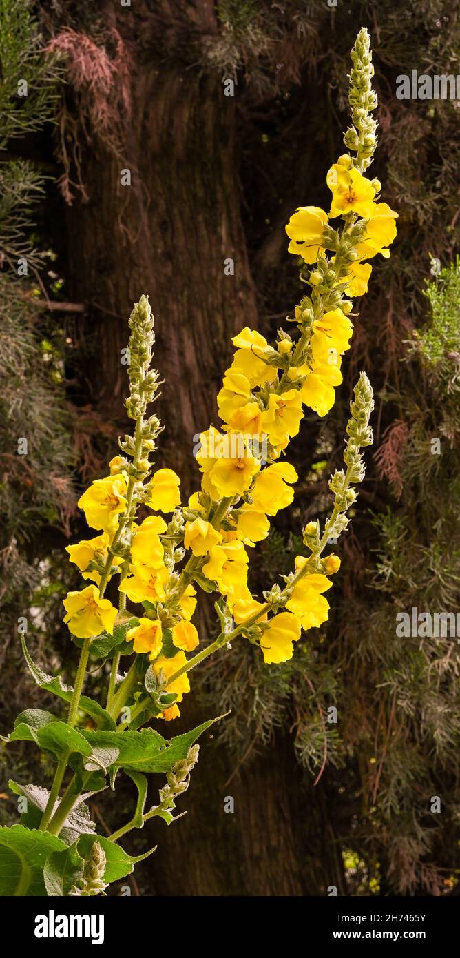 Large Flowered Mullein , Mullein, Verbascum densiflorum. Botanical ...