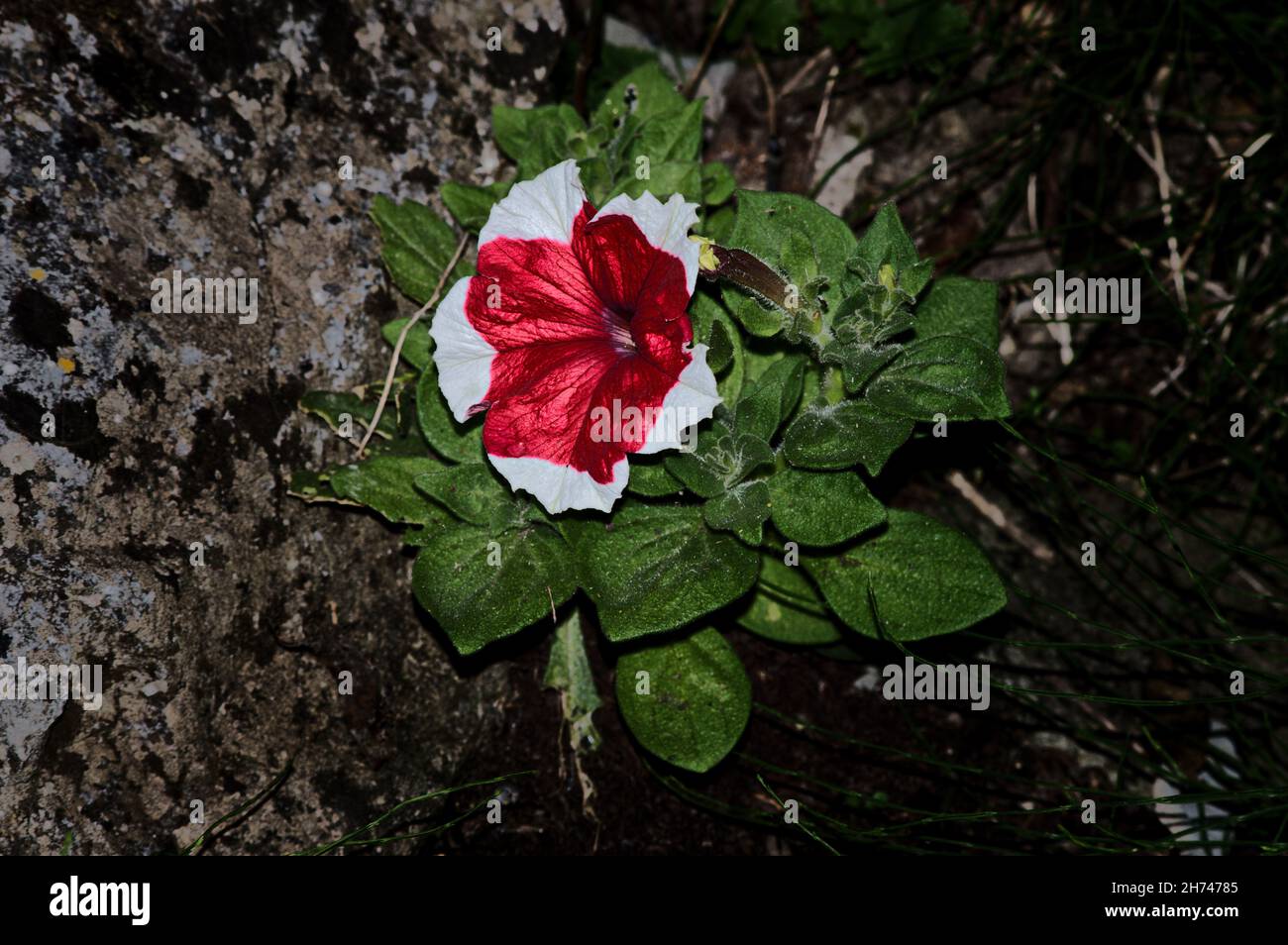 Single Red and White Petunia Stock Photo - Alamy