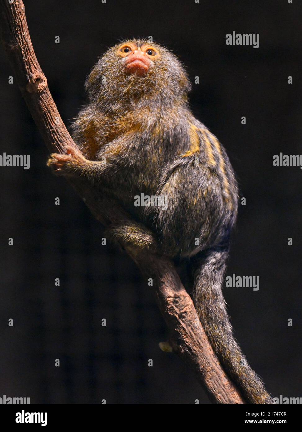 Pygmy Marmoset Callithrix Pygmaea, adult stands on a branch Stock Photo ...