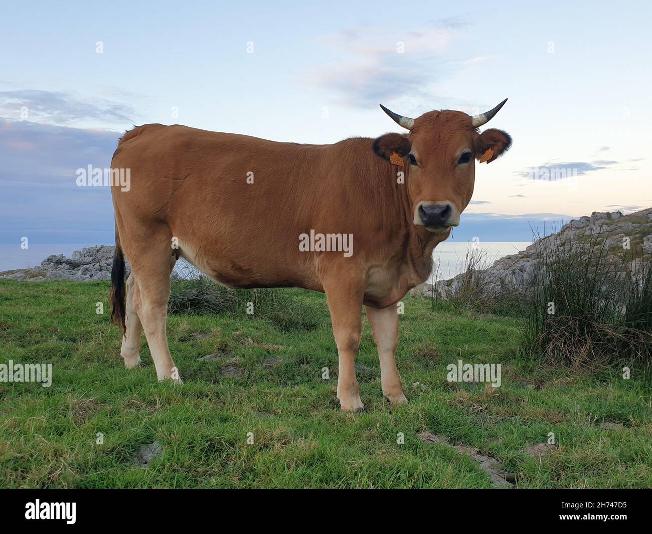 Close-up shot of a light brown cow Stock Photo - Alamy