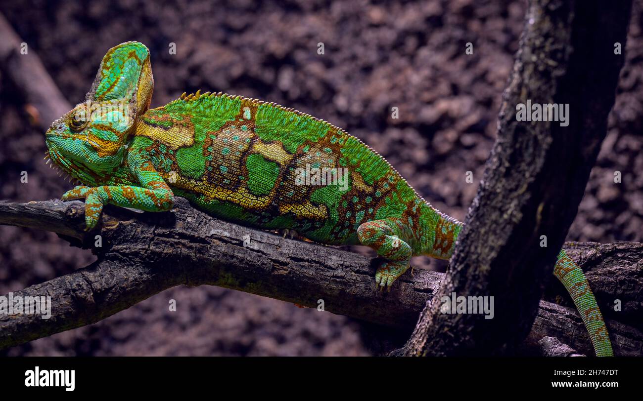 Veiled chameleon (Chamaeleo calyptratus), native to the Arabian ...