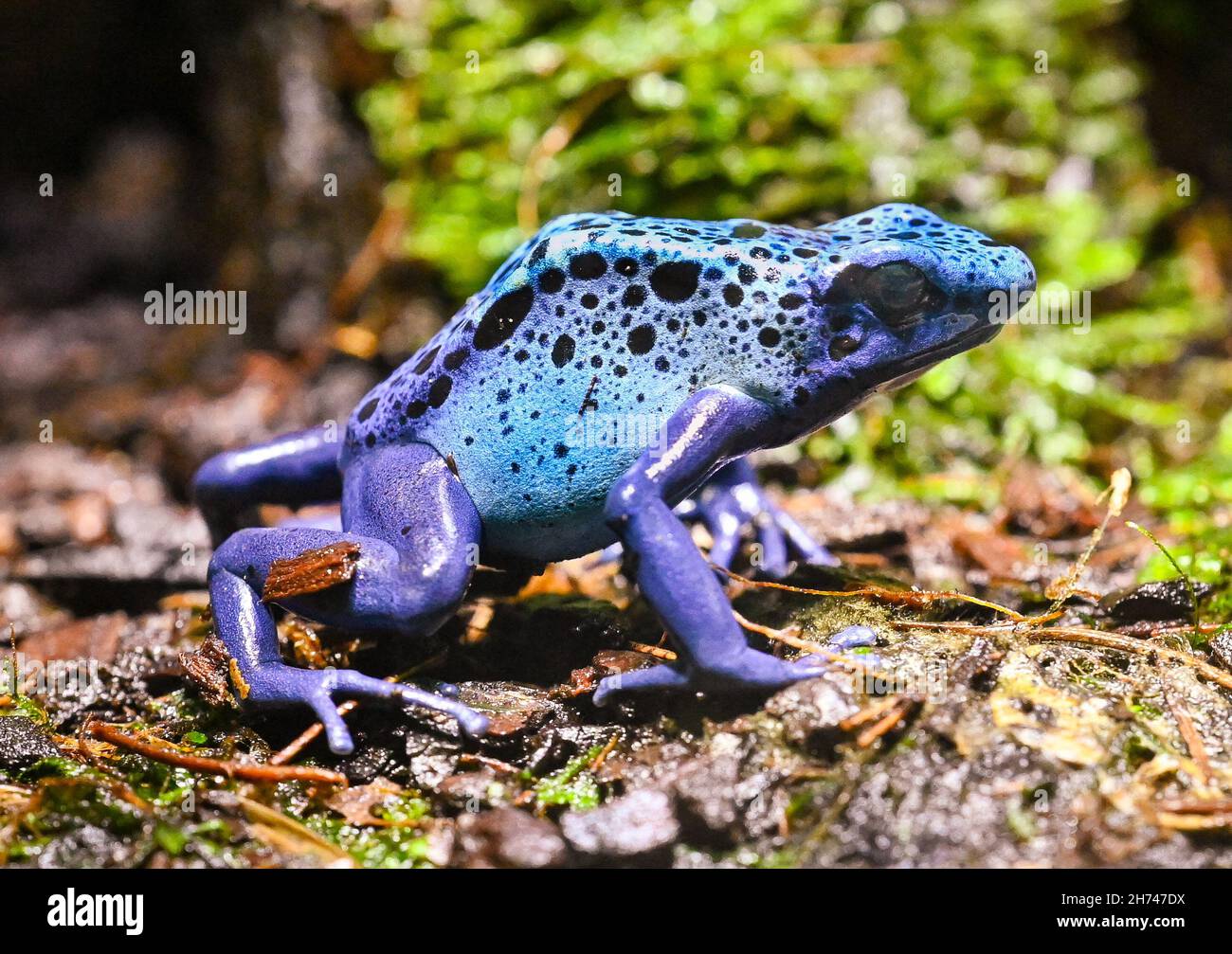 Blue-Poison-Dart-Frog (Dendrobates-azureus) resides in Northeastern ...