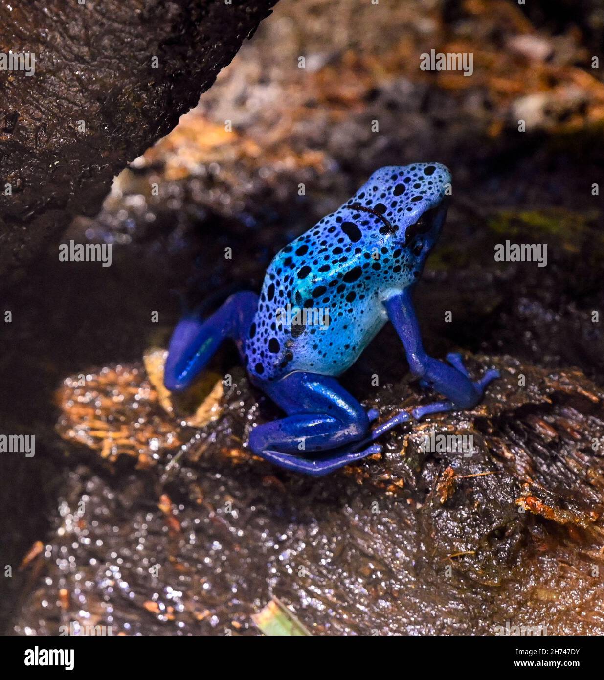 Blue-Poison-Dart-Frog (Dendrobates-azureus) resides in Northeastern ...