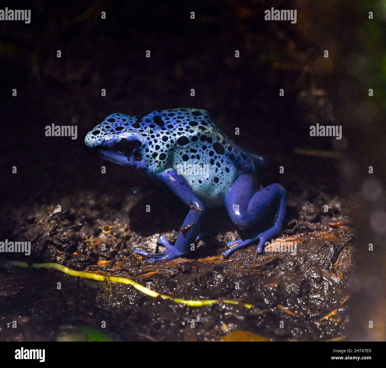 Blue-Poison-Dart-Frog (Dendrobates-azureus) resides in Northeastern ...