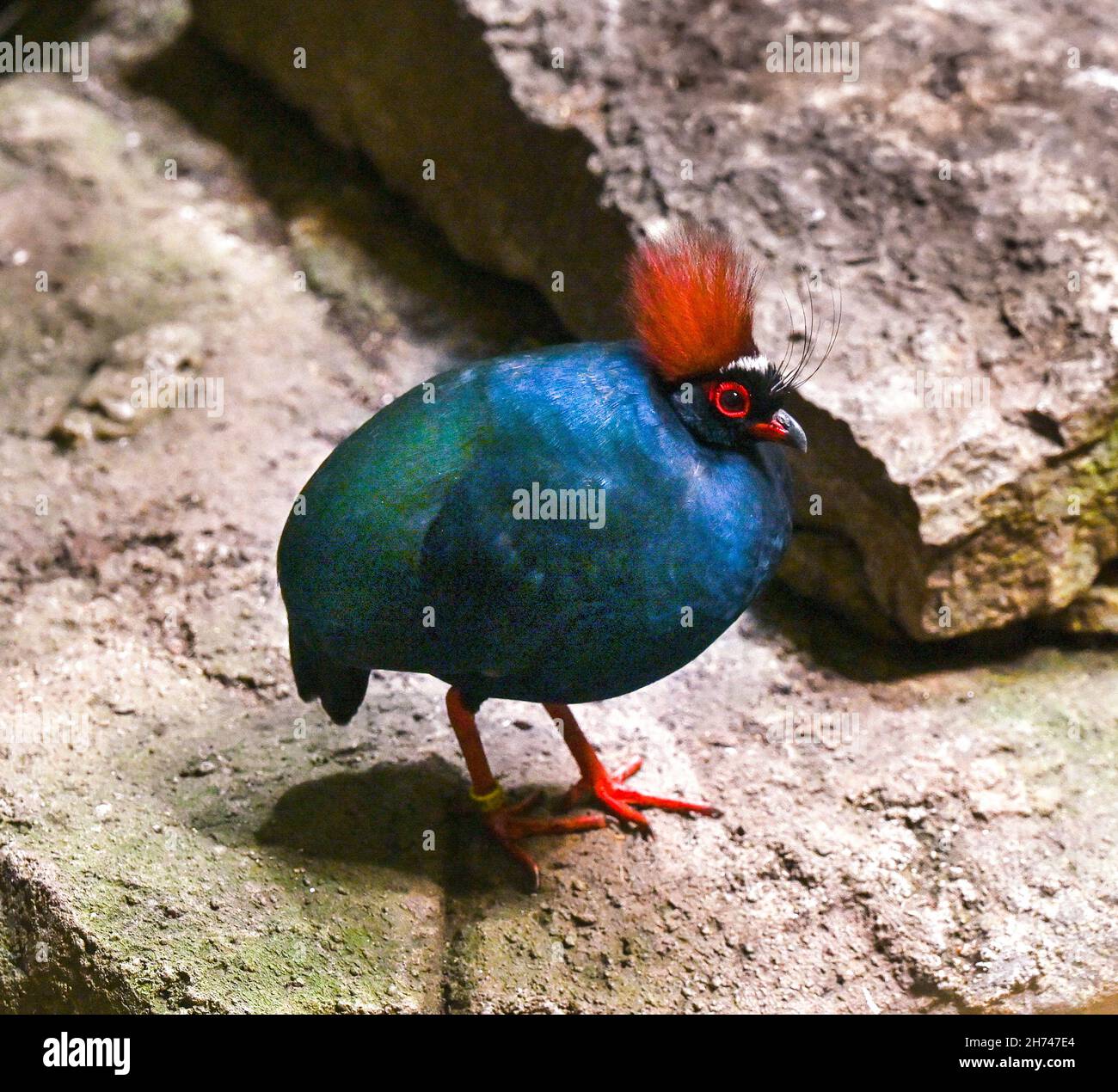 Crested-Wood-Partridge-(Rollulus-roulroul). Living in Southeast Asia ...