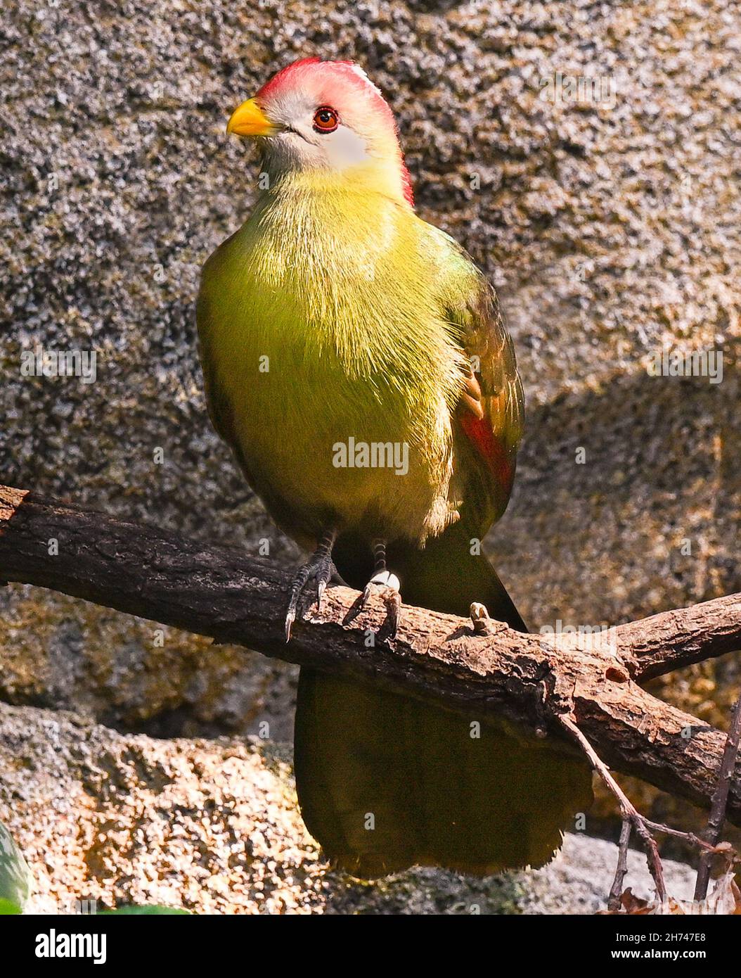 Turacos hi-res stock photography and images - Alamy
