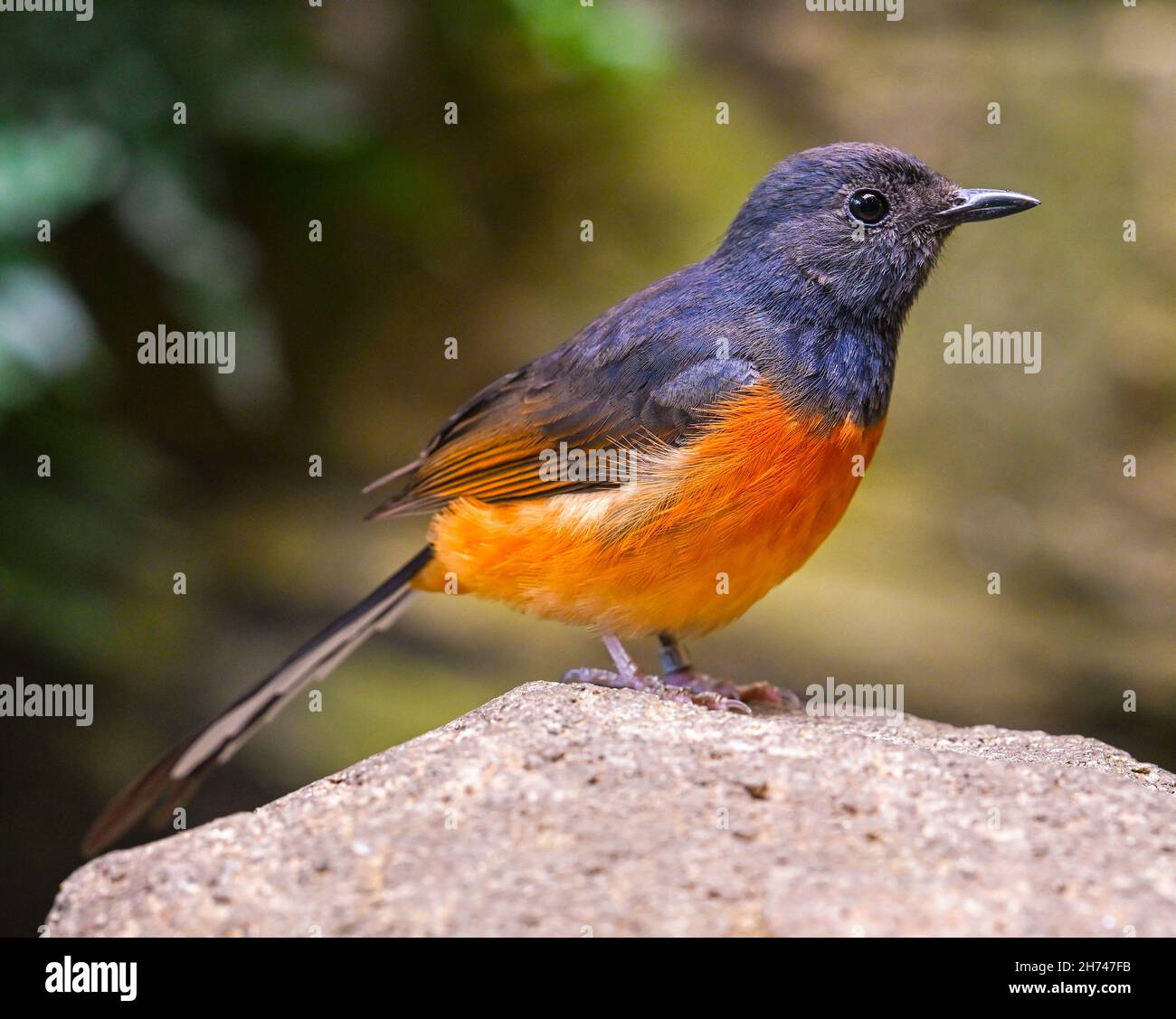 Shamas hi-res stock photography and images - Alamy