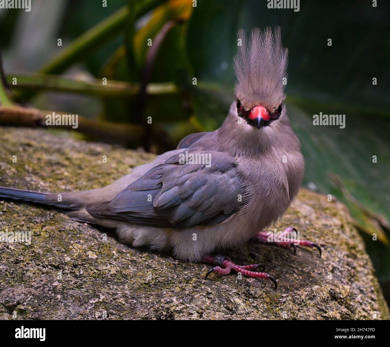 Blue-naped Mousebird (Urocolius macrourus). African bird living in ...