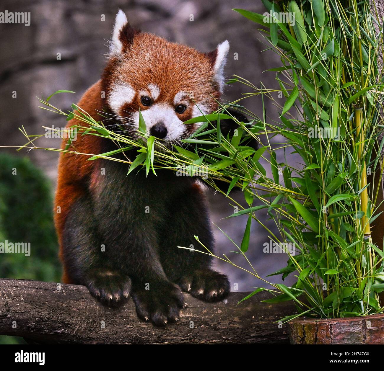 Red panda is enjoying his favorite food, bamboo Stock Photo - Alamy