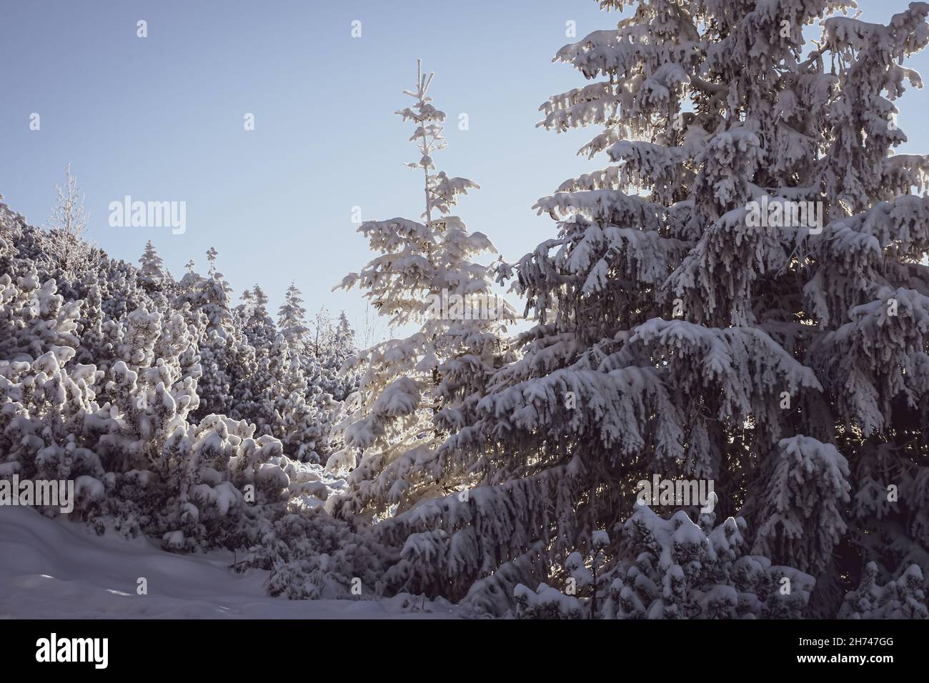 Landscape view of snow-capped pine trees in the forest Stock Photo - Alamy