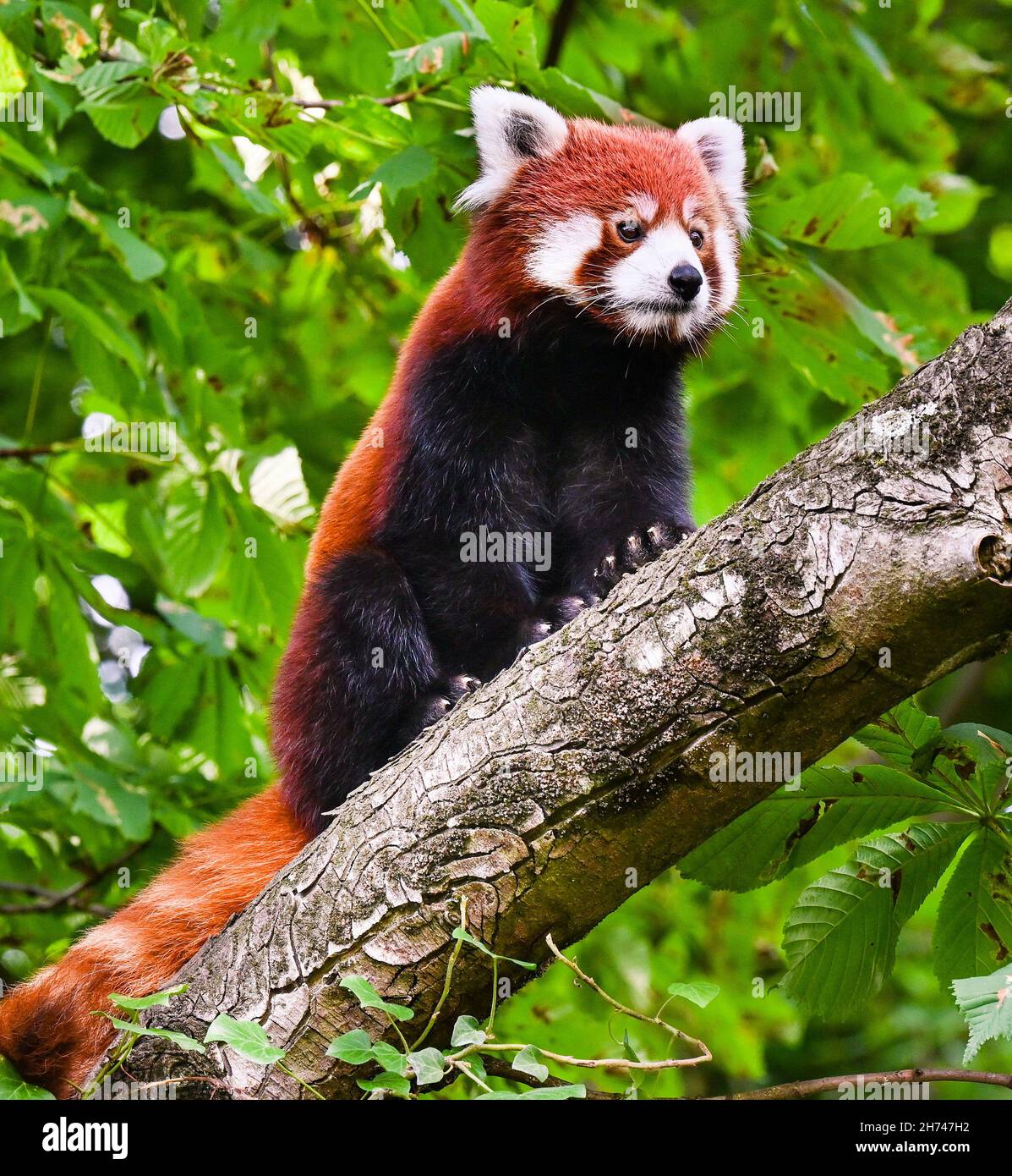 Red panda looks down from a tall tree branch Stock Photo - Alamy