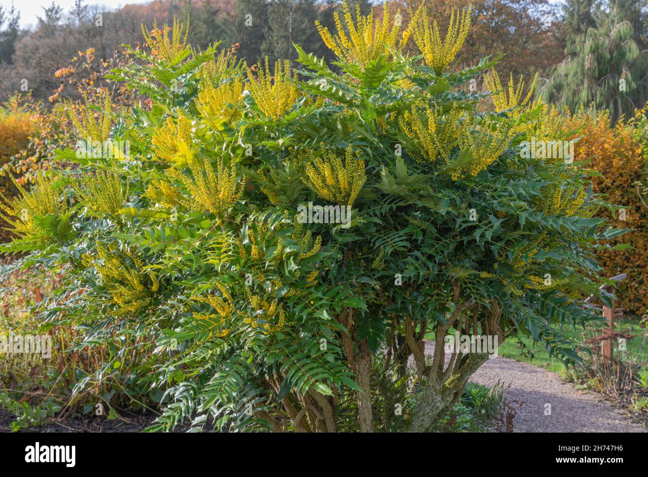 Mahonia x media buckland, an evergreen shrub producing sweet scented ...
