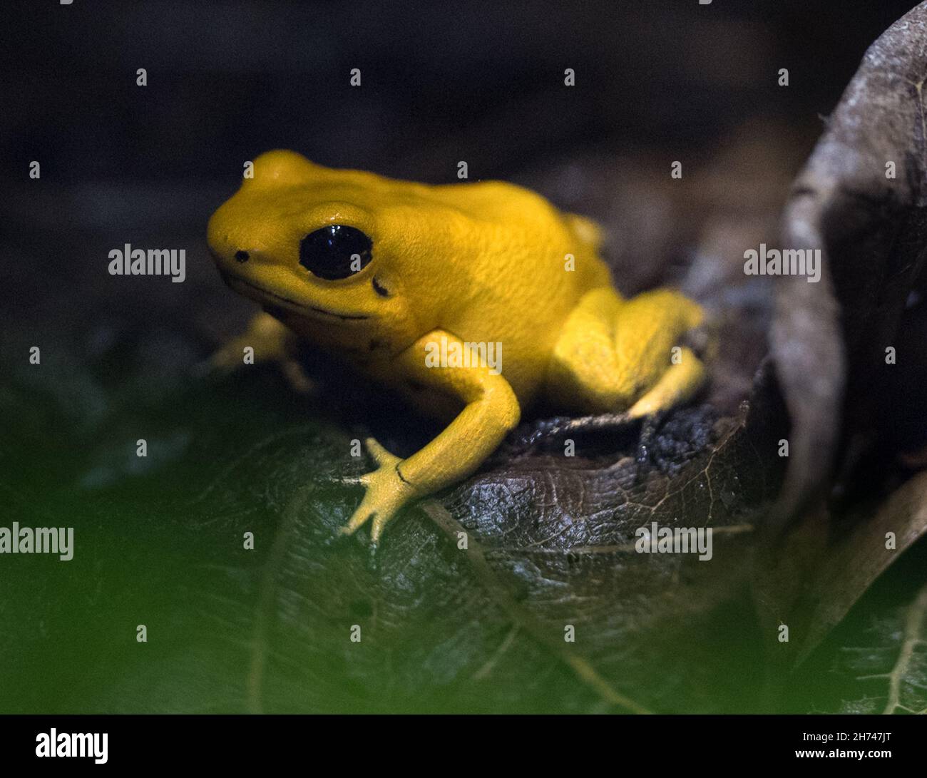 Golden poison dart frog (Phyllobates terribilis). Tropical frog living ...