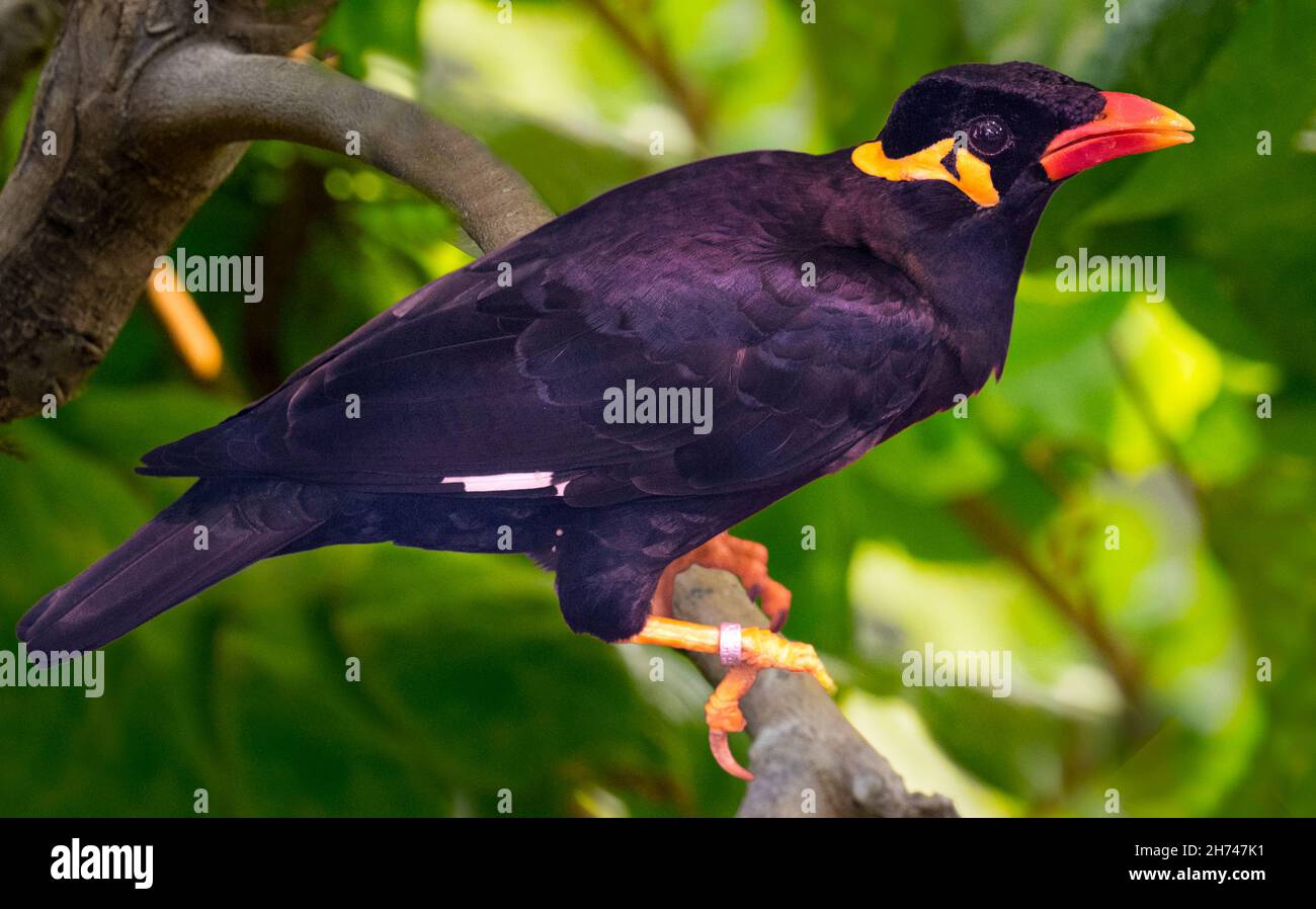 Common Hill Myna on a tree branch Stock Photo - Alamy