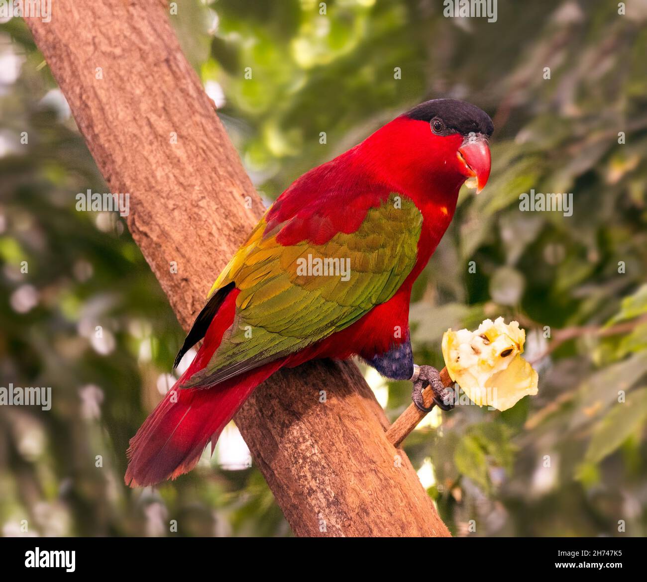 A purple-naped lory sitting on a branch Stock Photo - Alamy