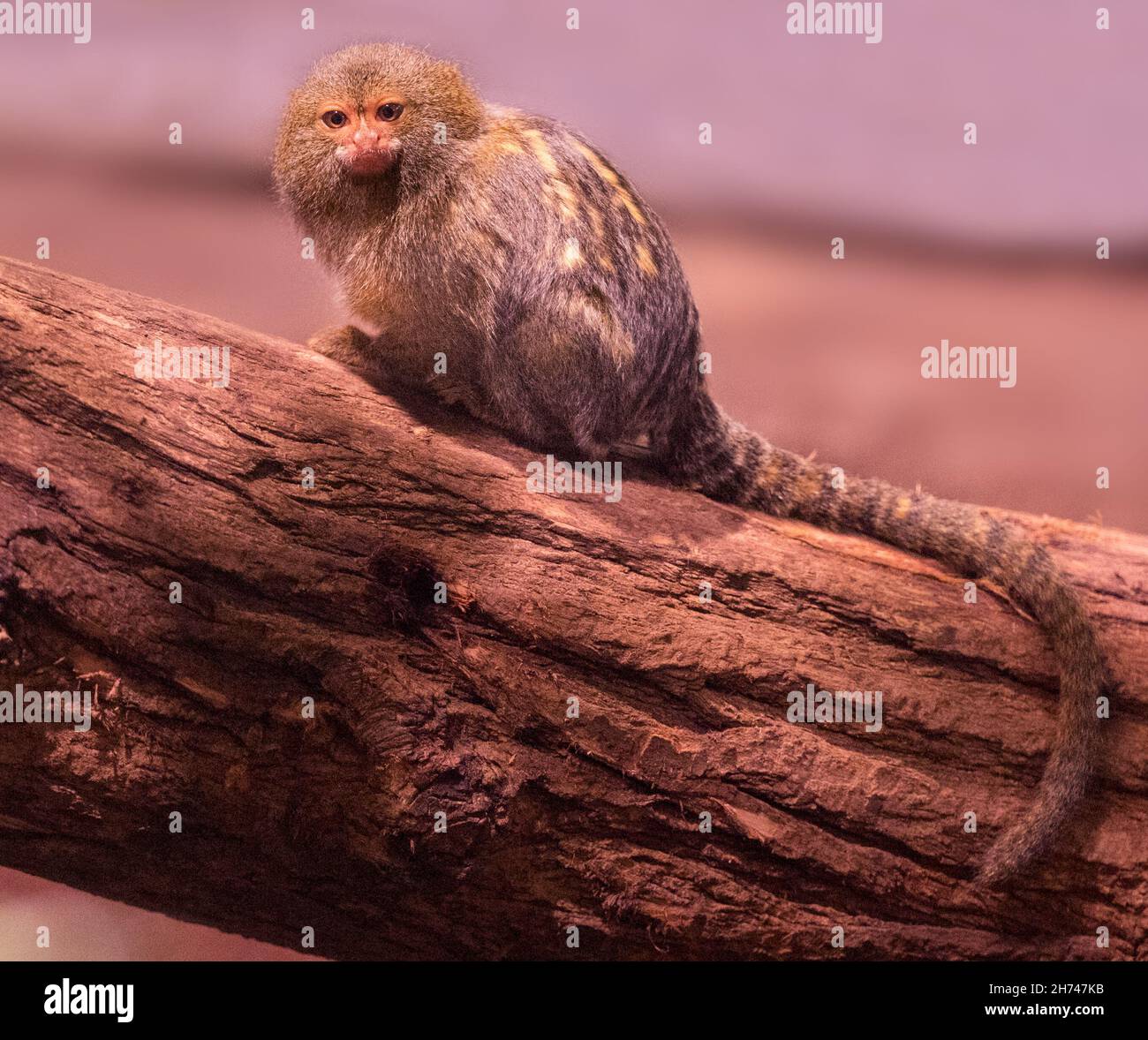 Pygmy Marmoset Callithrix Pygmaea, adult stands on a branch Stock Photo ...