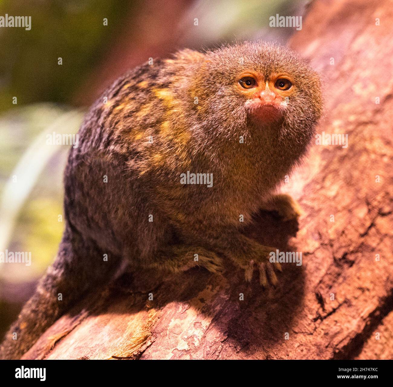 Pygmy Marmoset Callithrix Pygmaea, adult stands on a branch Stock Photo ...