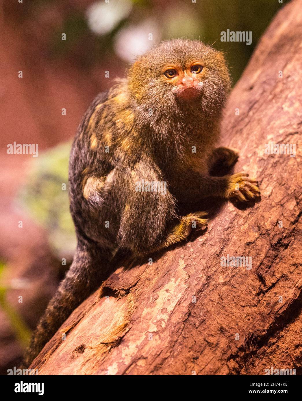 Pygmy Marmoset Callithrix Pygmaea, adult stands on a branch Stock Photo ...