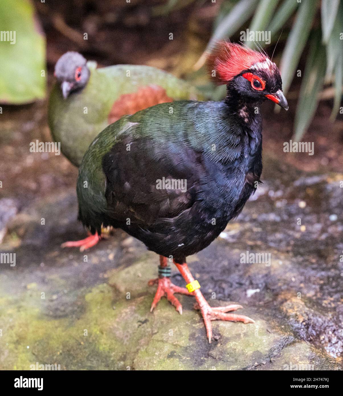 Red crowned wood partridge hi-res stock photography and images - Alamy