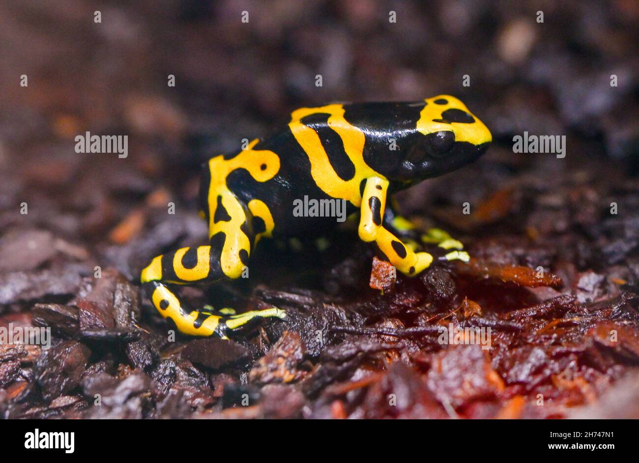 Yellow-banded poison dart frog or yellow-headed poison dart frog ...