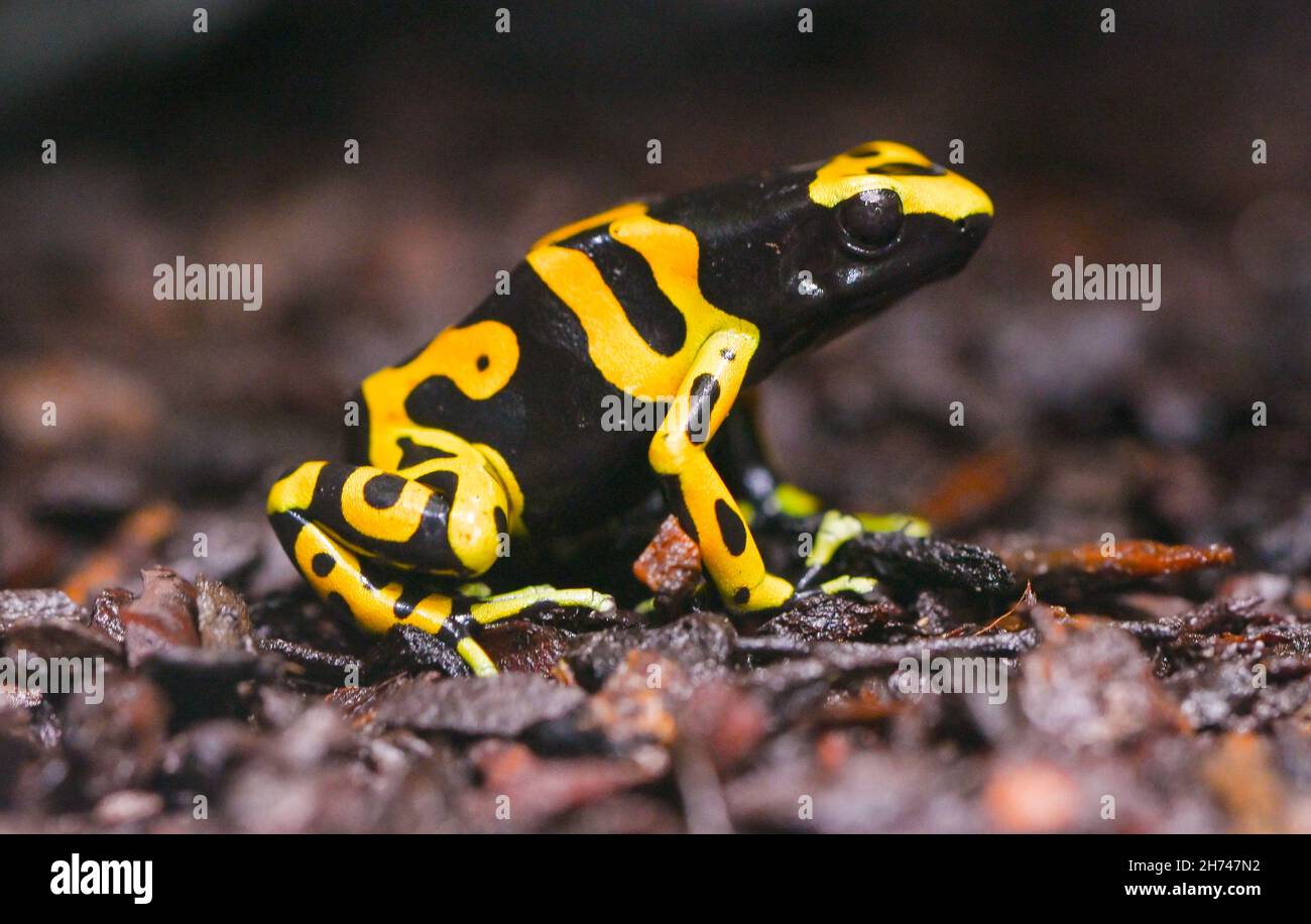 Yellow-banded poison dart frog or yellow-headed poison dart frog ...