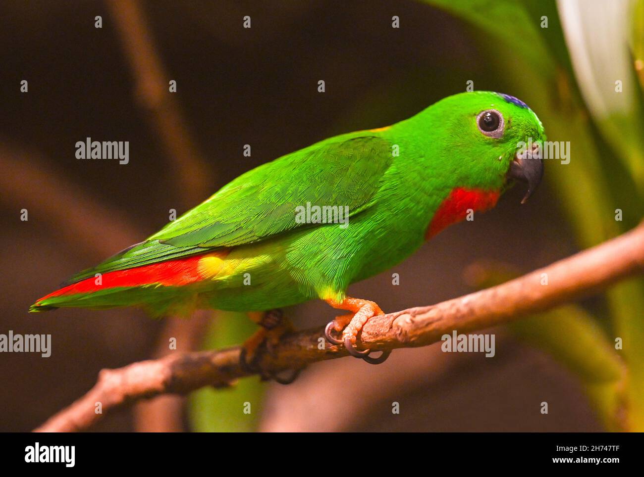 Blue-Crowned Hanging Parrot on Branch Stock Photo - Alamy