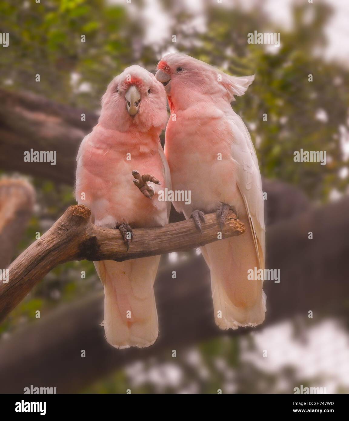 Major Mitchell´s Cockatoo Cacatua leadbeateri adult pair, perched ...