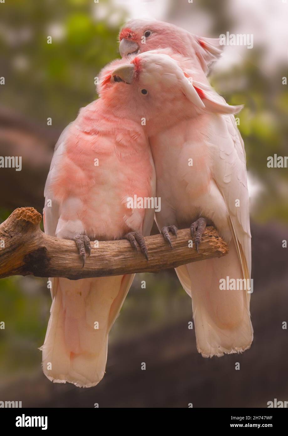 Pair major mitchell cockatoo hi-res stock photography and images - Alamy