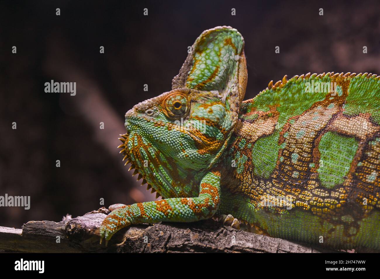 Veiled chameleon (Chamaeleo calyptratus), native to the Arabian ...
