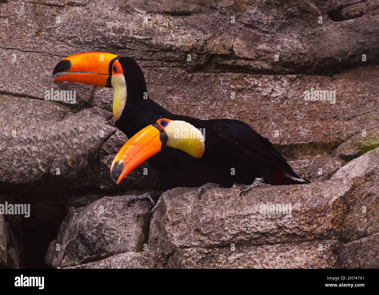 Couple of Toco Toucan (Ramphastos toco) on a rock Stock Photo - Alamy