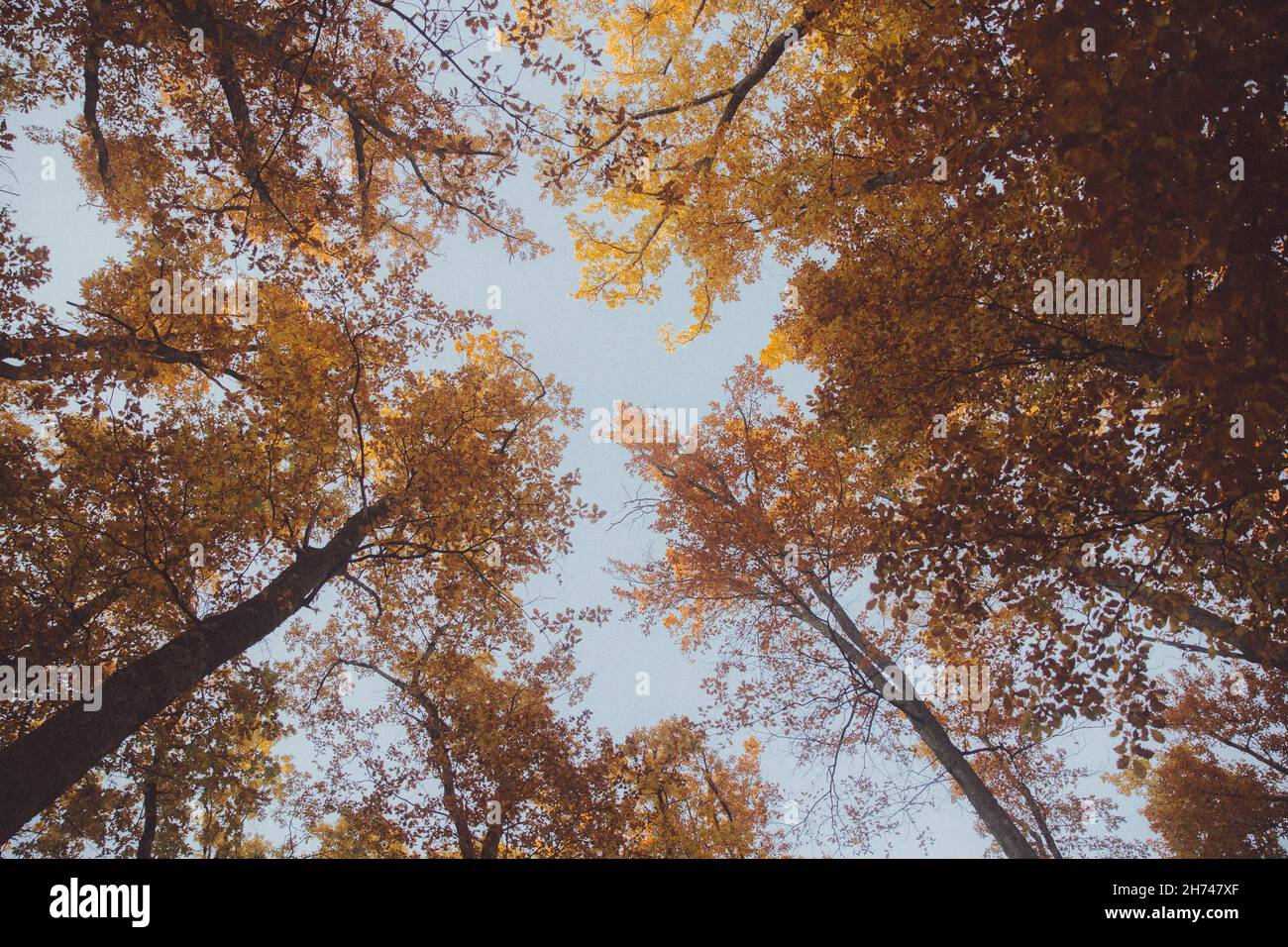 Low angle of trees in the fall color Stock Photo - Alamy