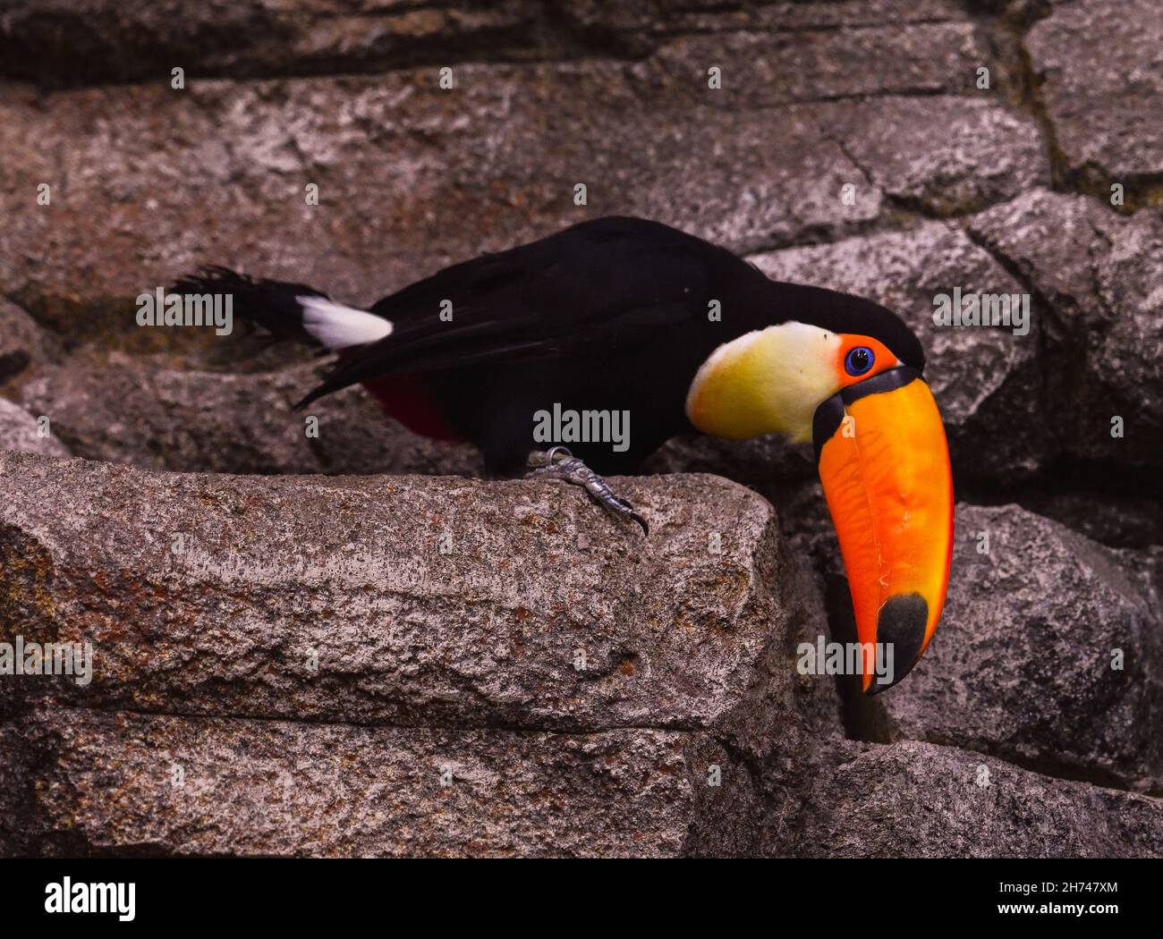 Toco toucan on the rock Stock Photo - Alamy