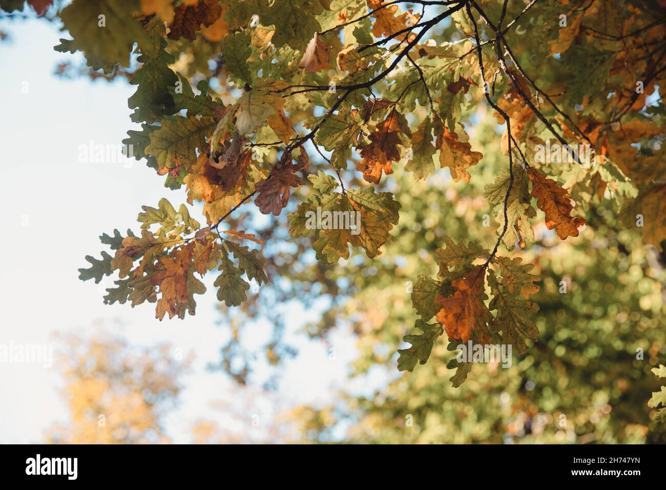 Selective of oak tree branches in the fall colors Stock Photo - Alamy