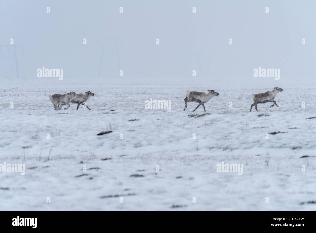 Wild reindeer running tundra hi-res stock photography and images - Alamy