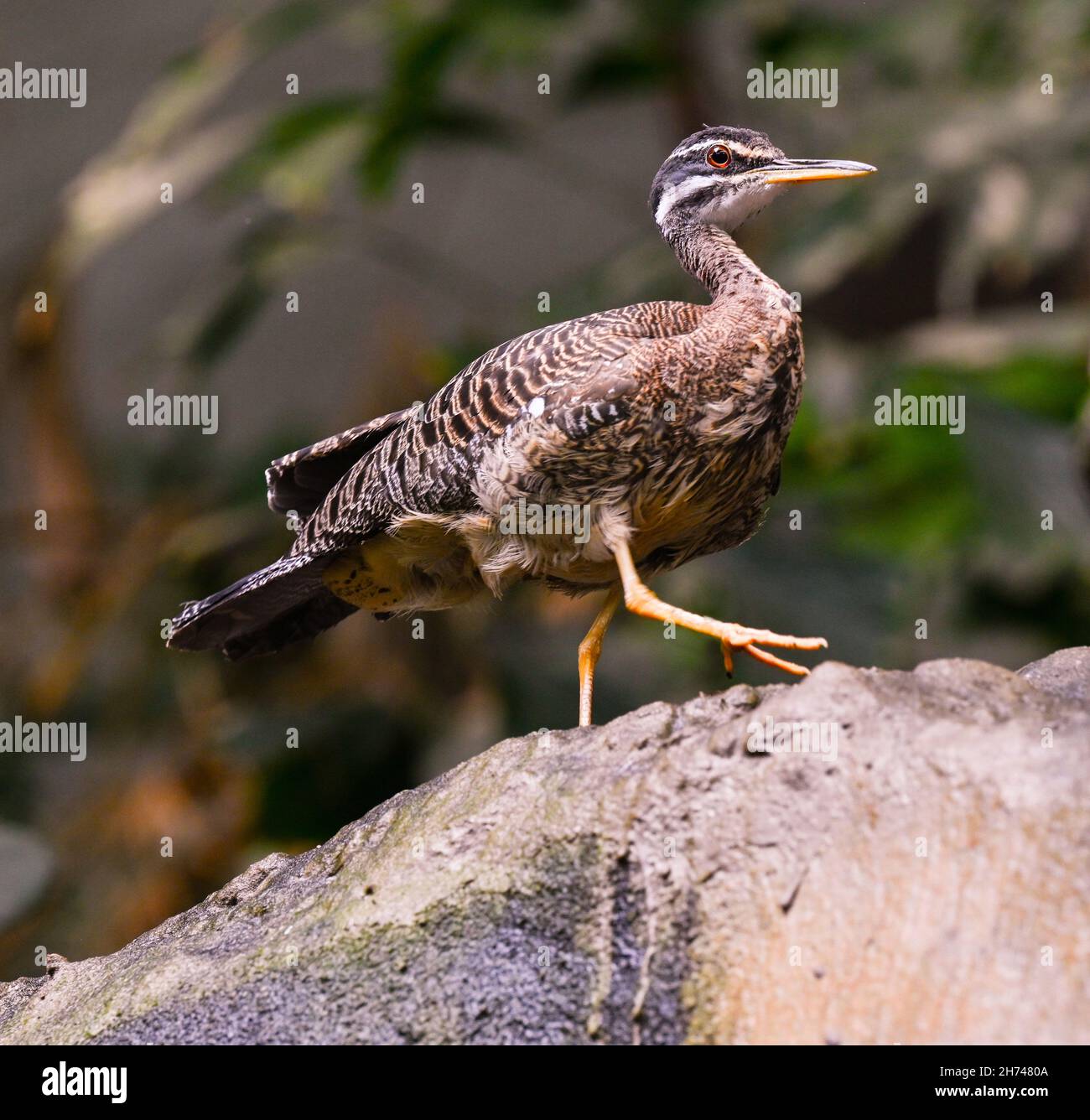 Sunbittern (Eurypyga helias) adult photographed on a rock Stock Photo - Alamy