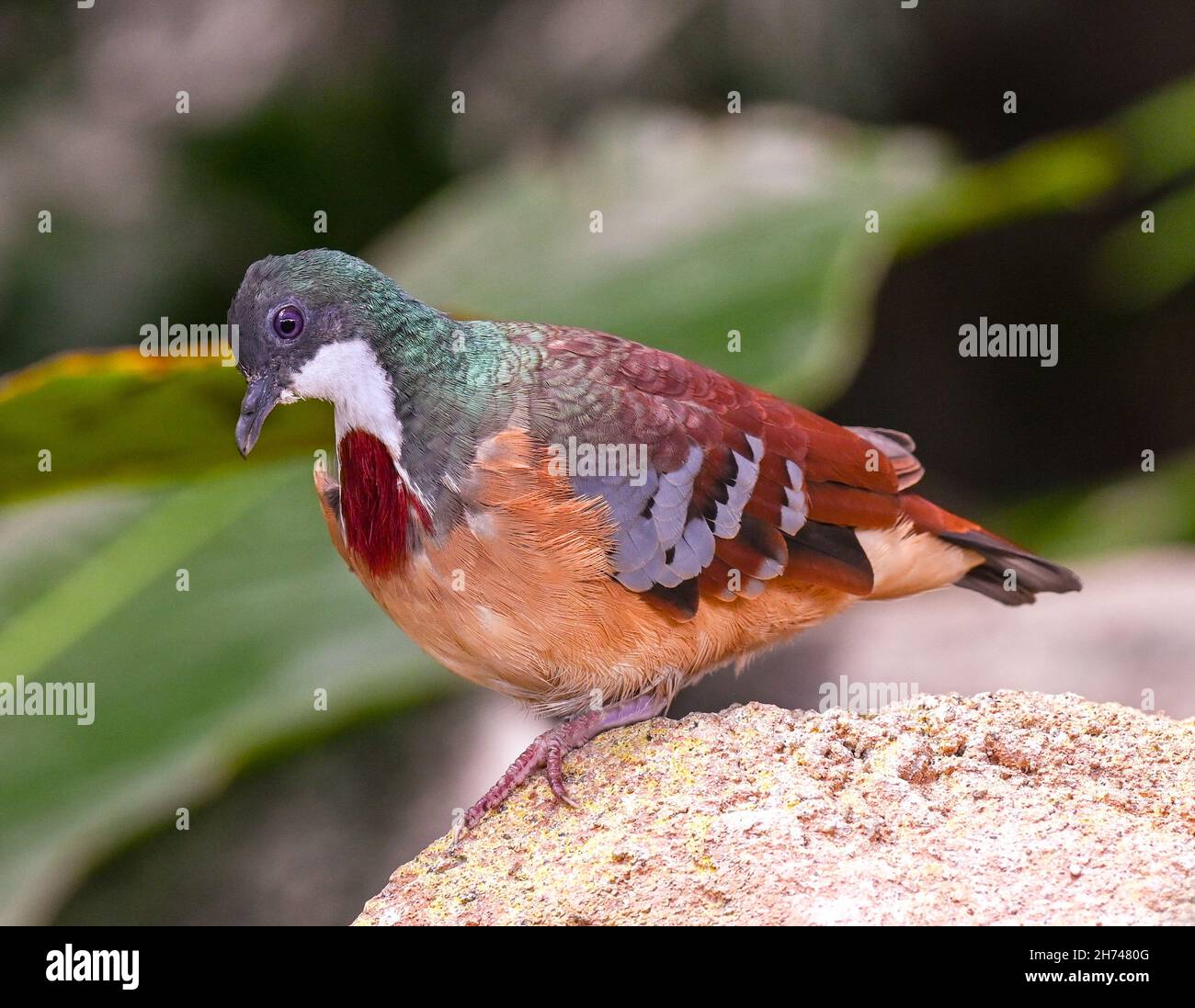 Bleeding heart bird hi-res stock photography and images - Alamy