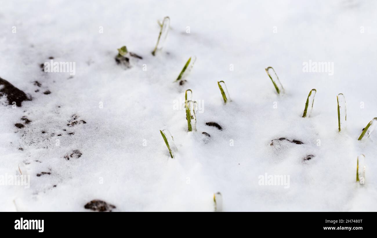Grain crops hi-res stock photography and images - Alamy