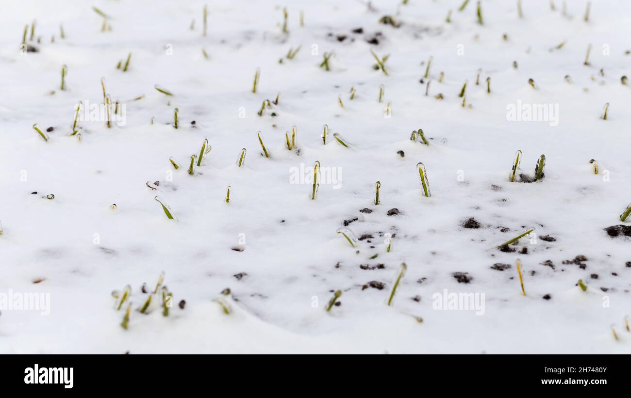 Grain crops hi-res stock photography and images - Alamy