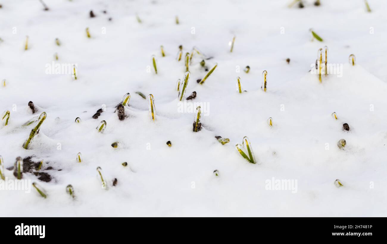 Growing of crops hi-res stock photography and images - Alamy