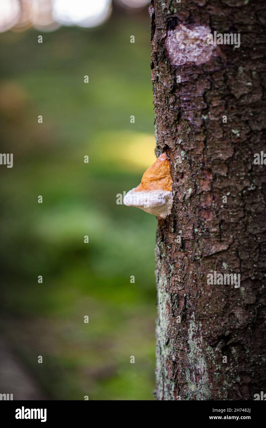 Selective of a fungus on a tree bark Stock Photo - Alamy