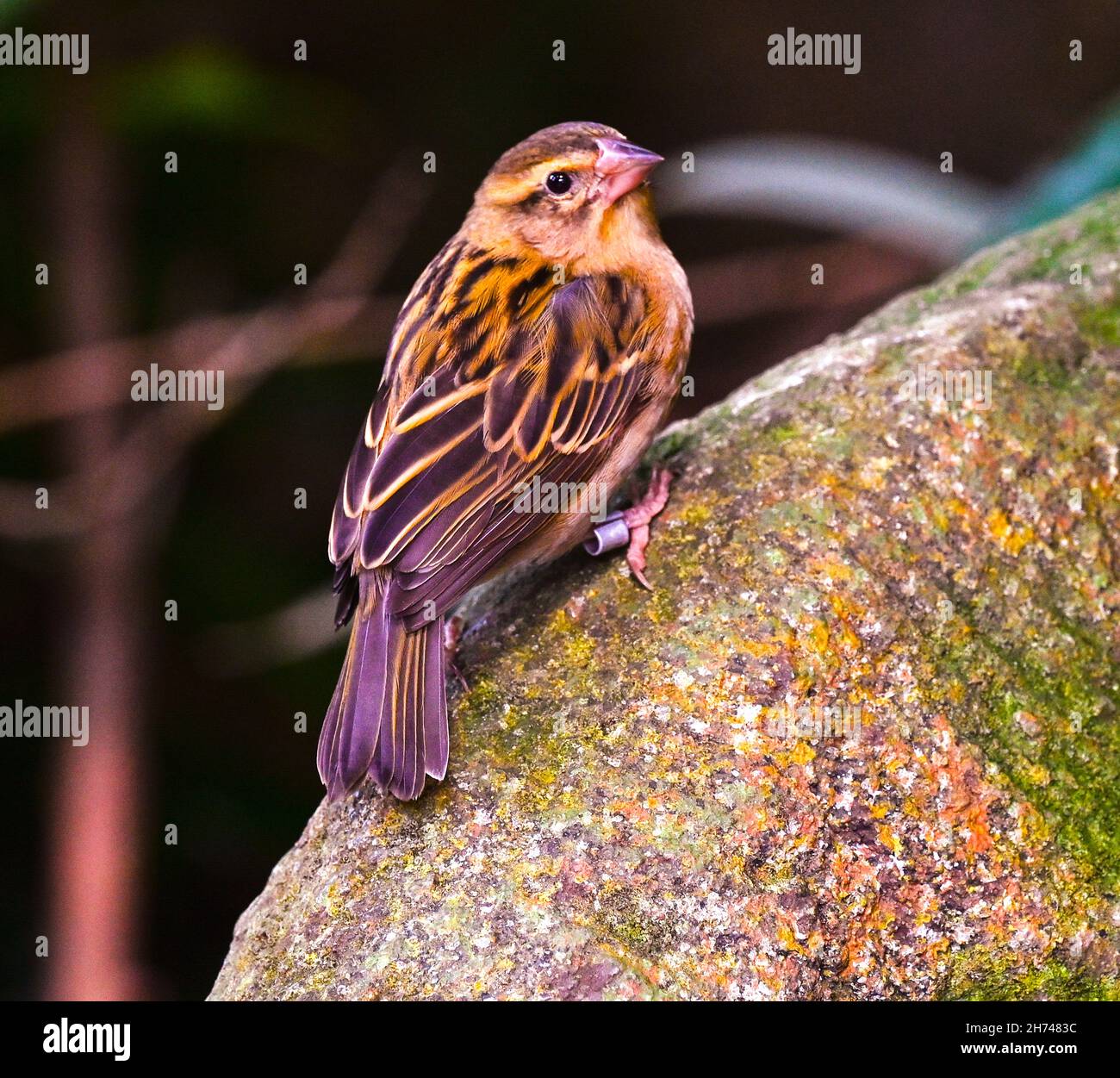 Red fody female (Foudia madagascariensis) perched on a stone Stock ...