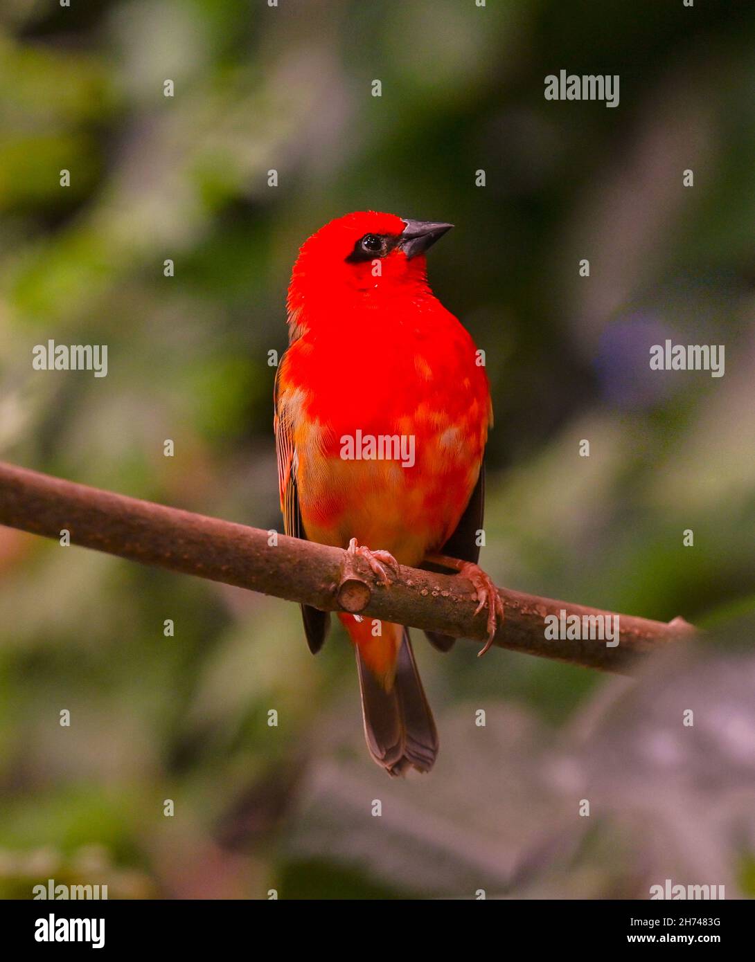 Red fody (Foudia madagascariensis) perched on a branch Stock Photo - Alamy