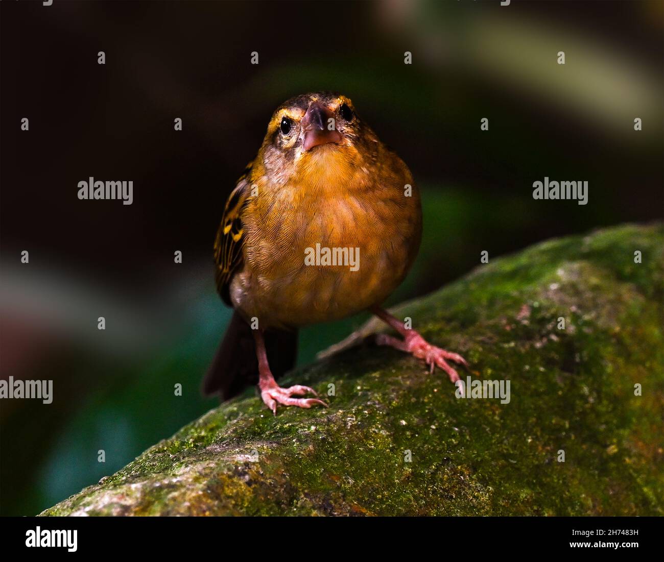 Red fody female (Foudia madagascariensis) perched on a stone Stock ...