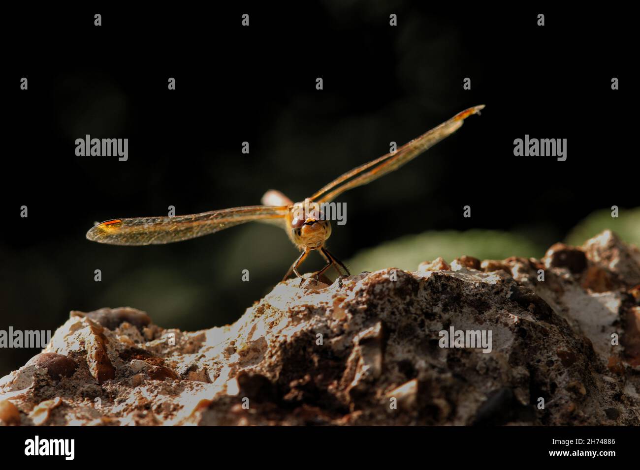 Closeup of a flying insect spreading its wings while landing on a rock ...