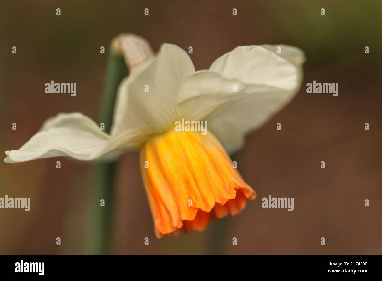 Closeup of a beautiful wild daffodil growing in a garden with a blurry ...